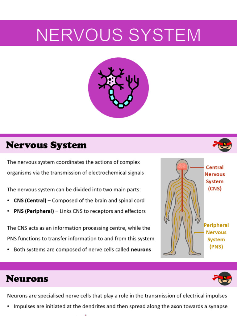 Nervous System Bio Ninja | PDF | Chemical Synapse | Action Potential