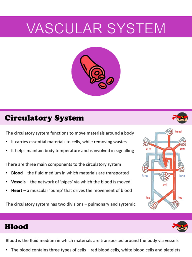 Vascular System | PDF | Artery | Blood Vessel