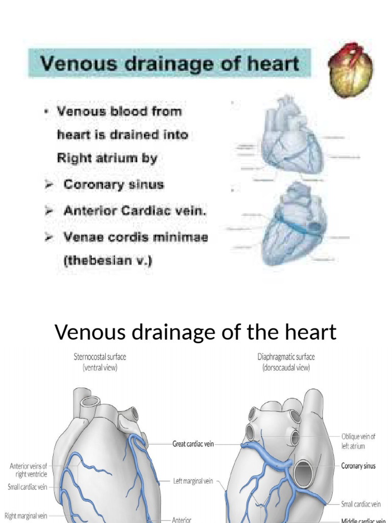 Posterior Mediastinum | PDF