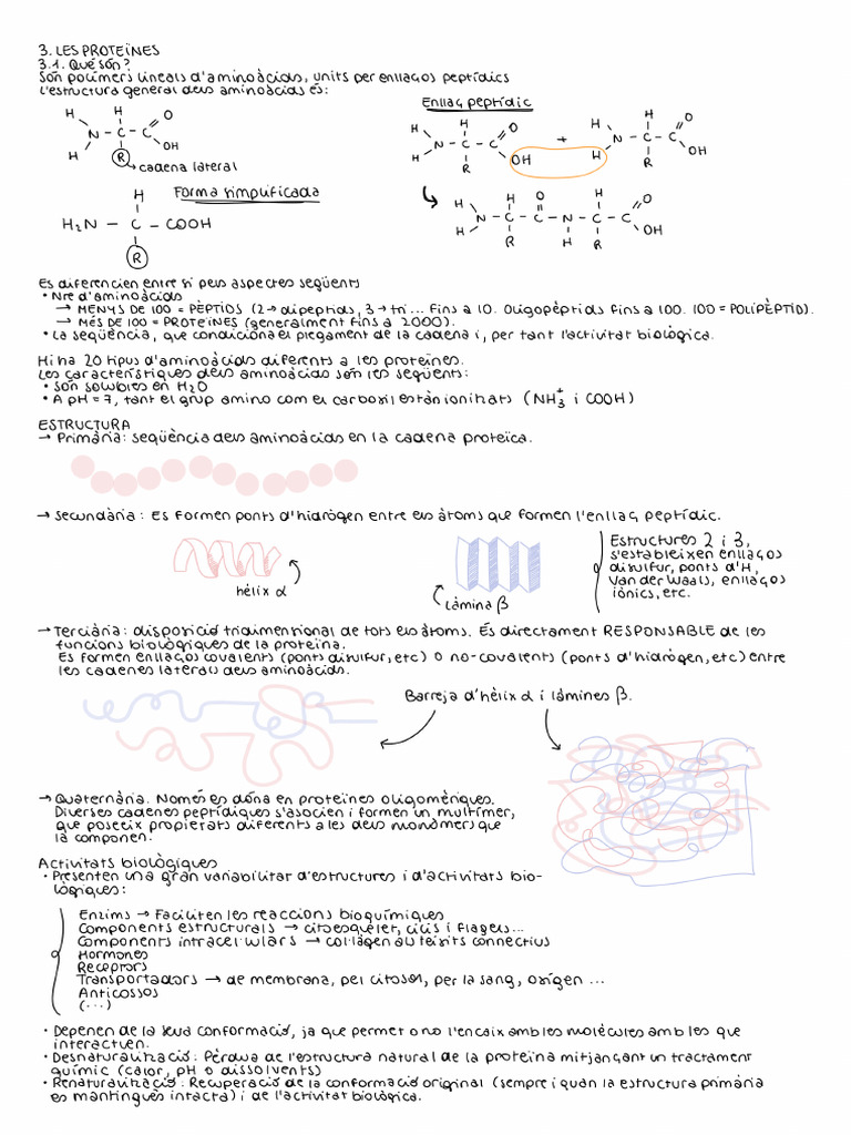 Proteines | PDF