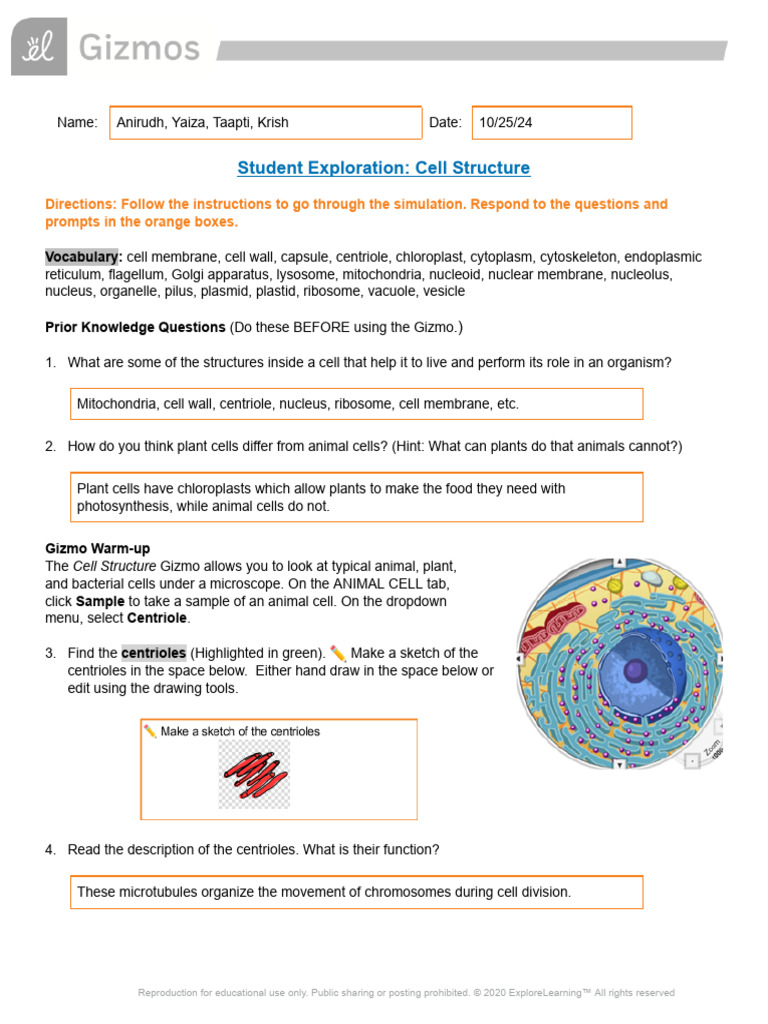 Krish, Yaiza, Taapti - CellStructureSE | PDF | Cell (Biology) | Organelle