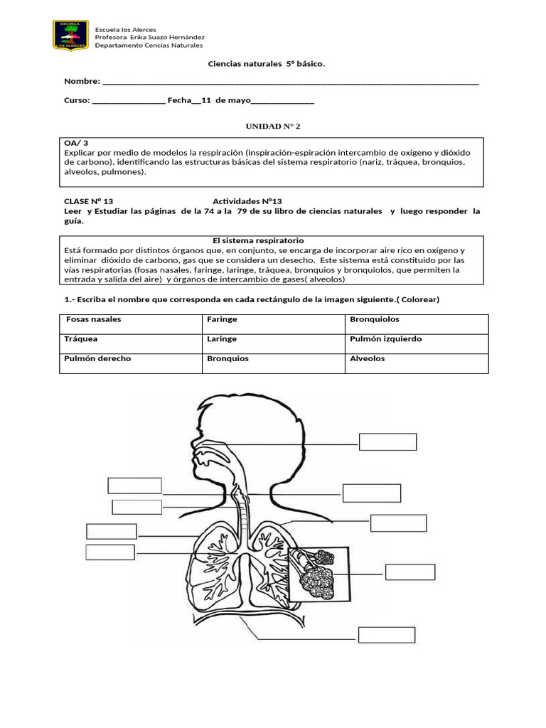 5º Sistema Respiratorio Actividades Del 11 Al 15 | PDF | Pulmón ...