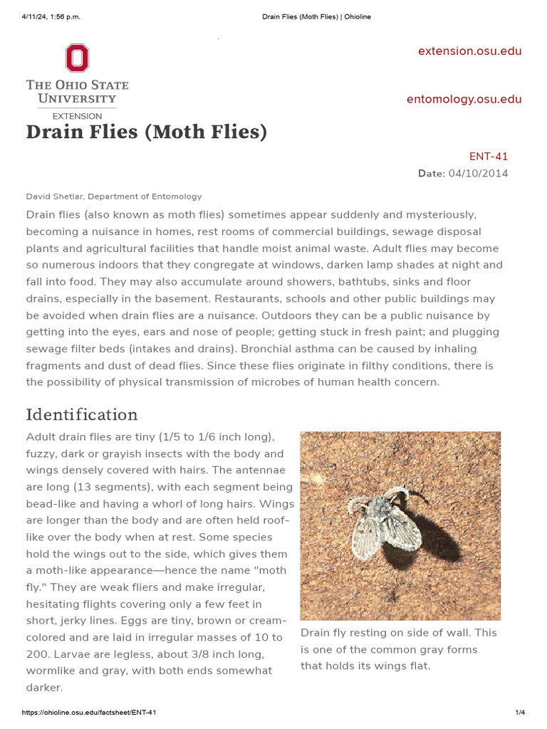 Drain Flies (Moth Flies) - Ohioline | PDF | Fly | Storm Drain