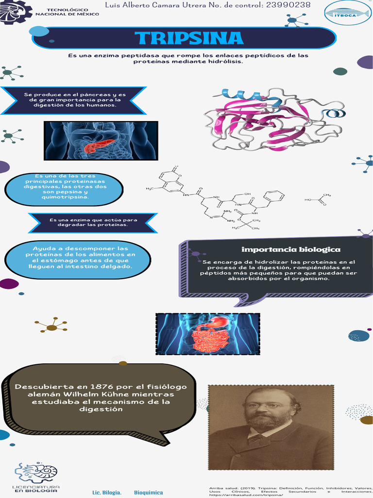 Infografia Tripsina | PDF | Salud y bienestar
