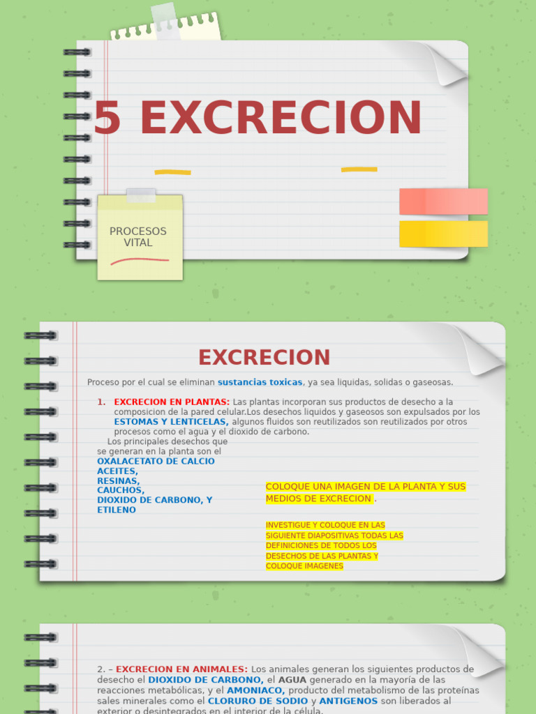 Excreción en Plantas y Animales: Procesos Clave | PDF | Excreción