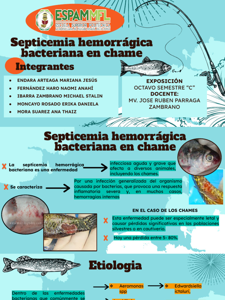Septicemia Hemorrágica Bacteriana en Chame - (GRUPO 4) | PDF ...