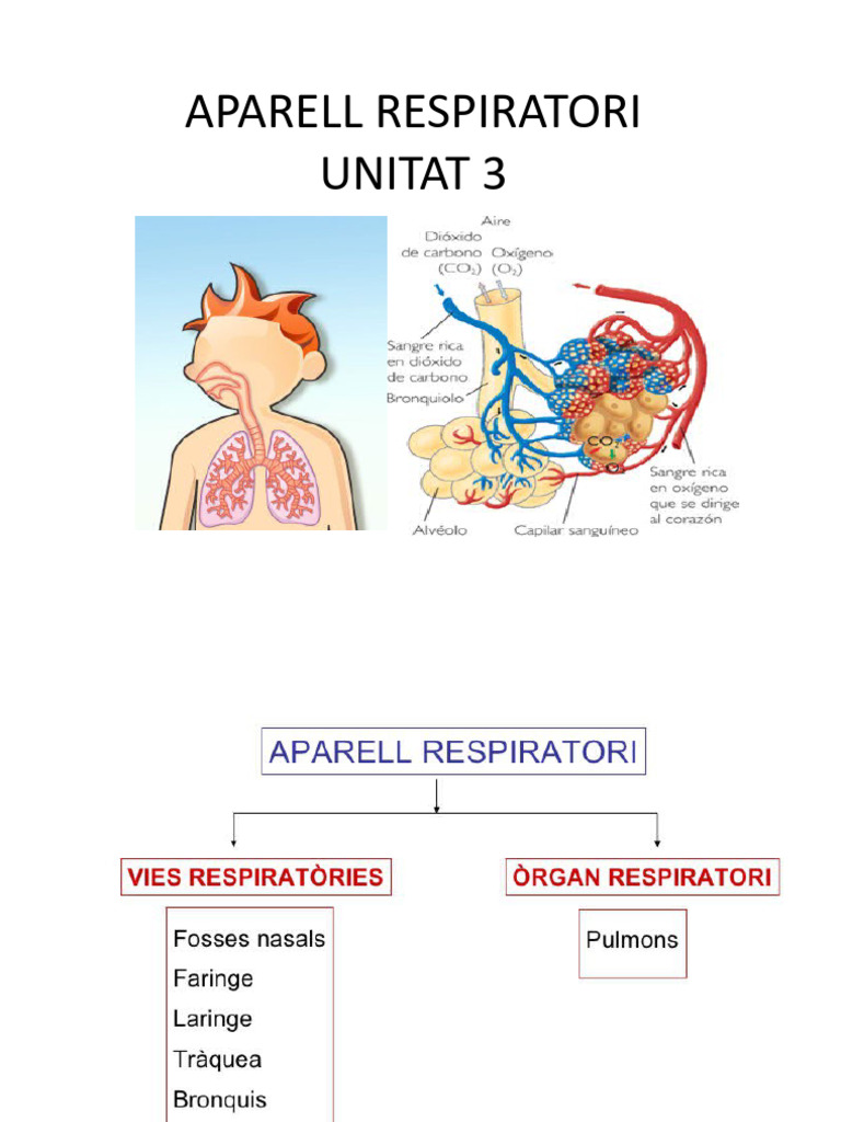 Unitat 4 Aparell Respiratori | PDF