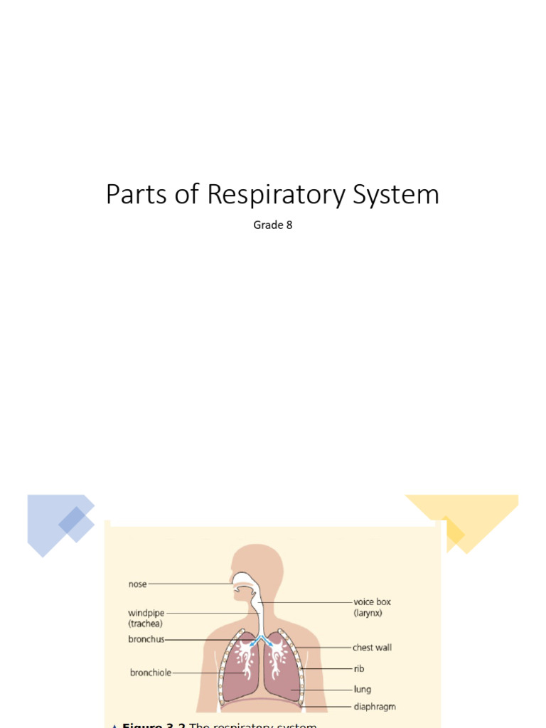 Overview of the Respiratory System | PDF | Respiratory Tract | Asthma