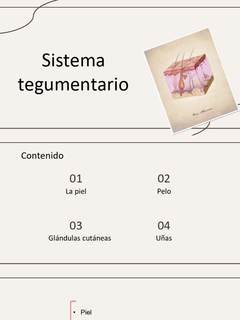 Sistema Tegumentario | PDF | Piel | Epidermis