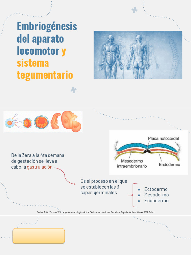Embriogénesis Aparato Locomotor | PDF | Anatomía | Biología del desarrollo