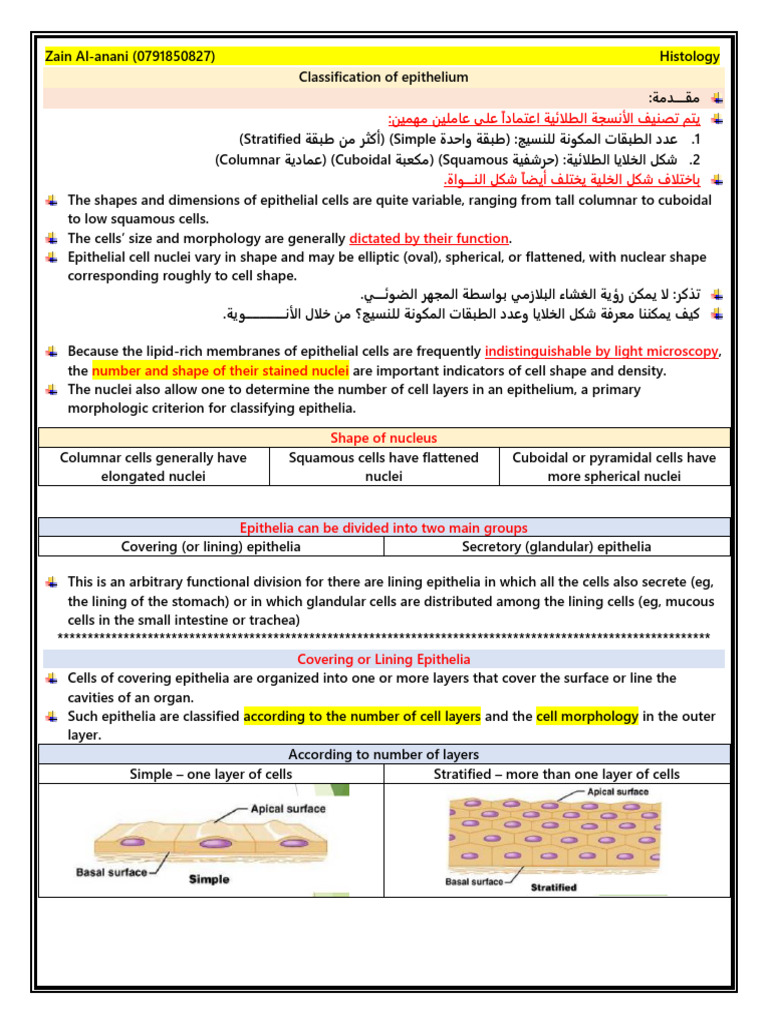 Epithelium Part 3 Pdf Epithelium Tissue Biology