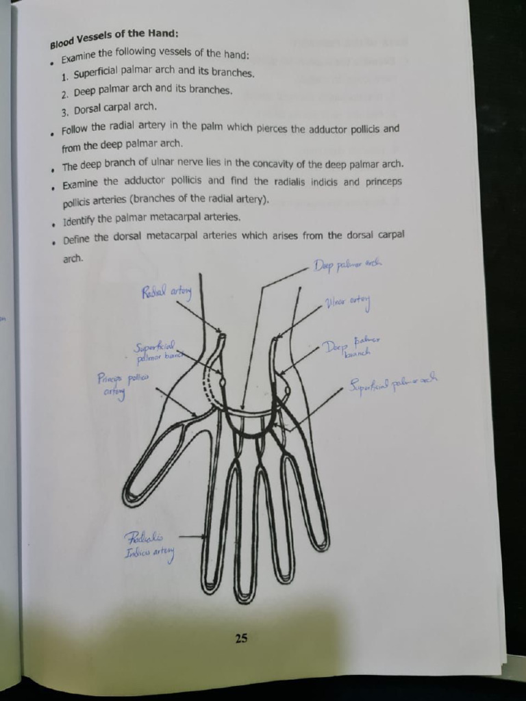Anatomy Upper | PDF