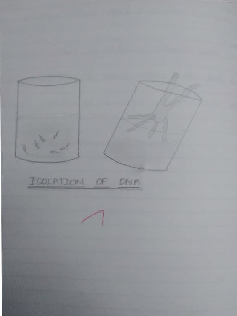 Biology Diagrams | PDF