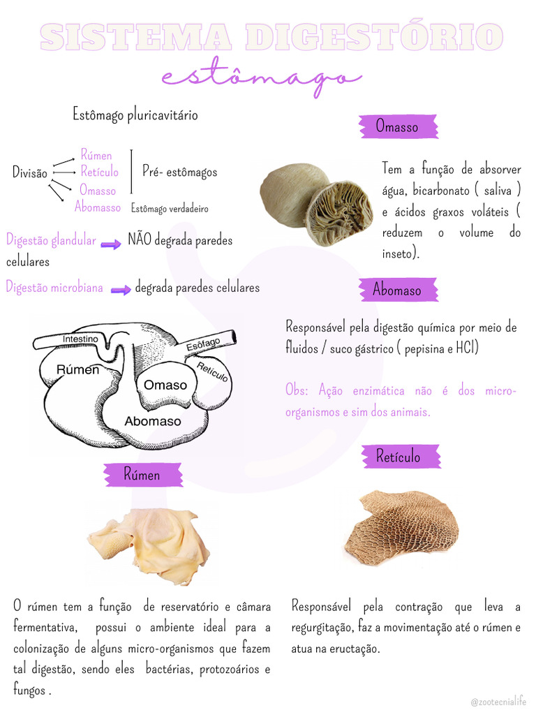 Estômago - Ruminantes | PDF