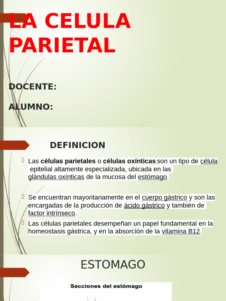 La Celula Parietal II | PDF | Estómago | Morfología (biología)