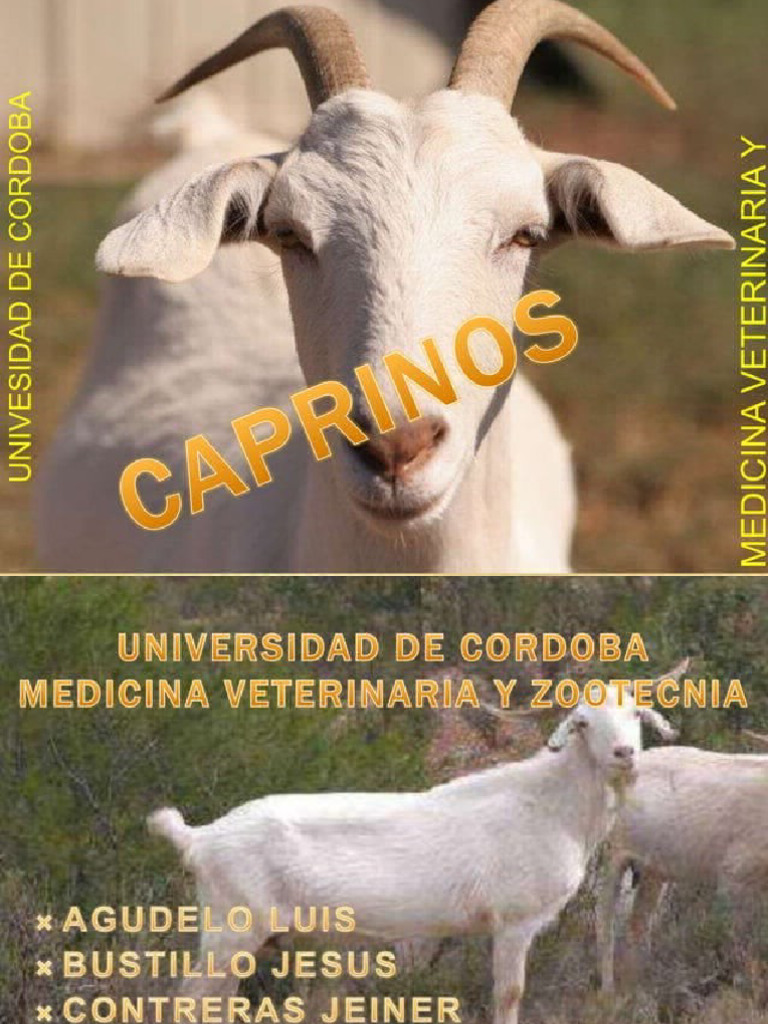 Razas Caprinas | PDF