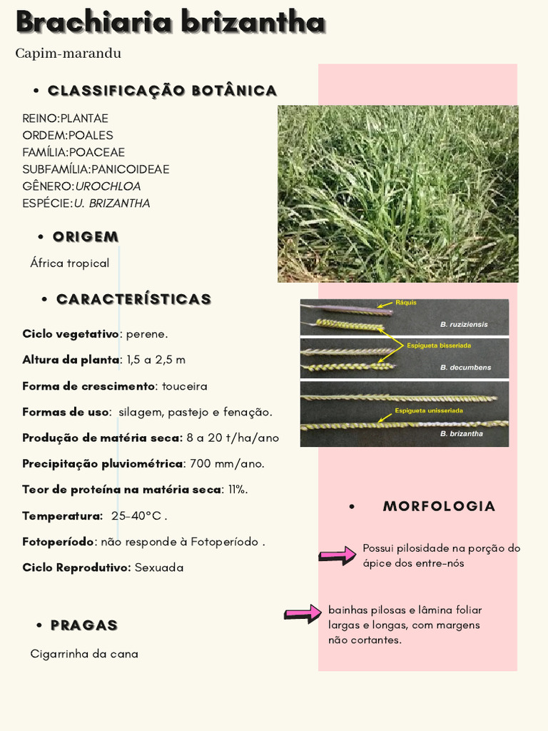 Brachiaria brizantha: Características e Uso | PDF