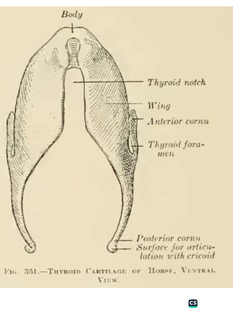 Larynx of Horse | PDF