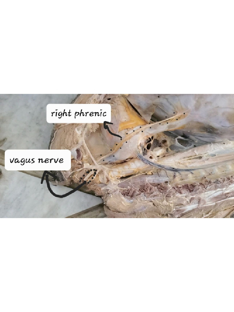 Imp Anatomy | PDF