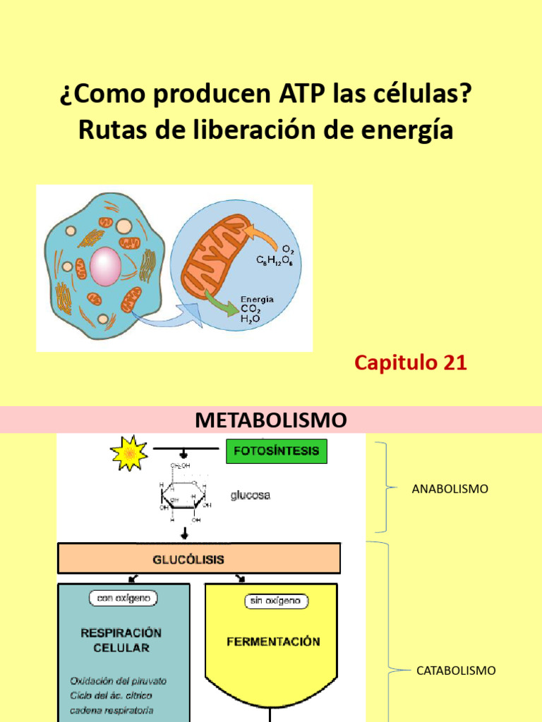Procesos de Producción de ATP | PDF | Respiración celular | Trifosfato ...