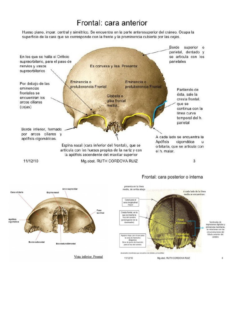 Hueso Frontal | PDF