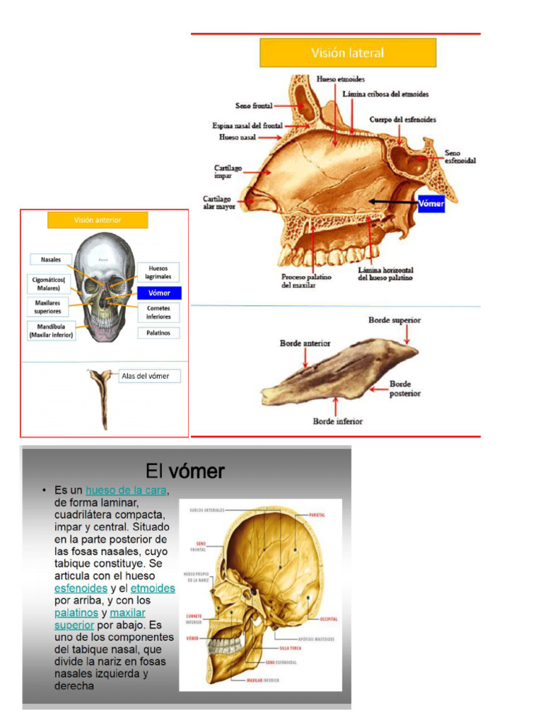 Hueso Vómer | PDF