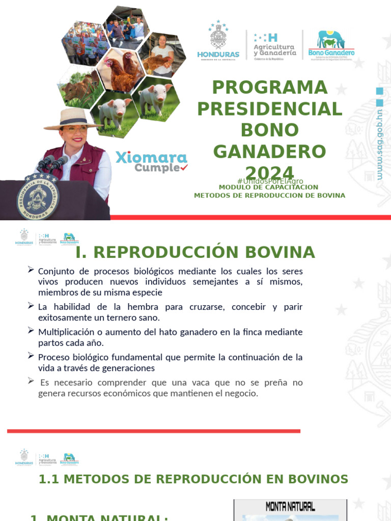 Metodos de Reproduccion Bovina | PDF | Vacas | Reproducción