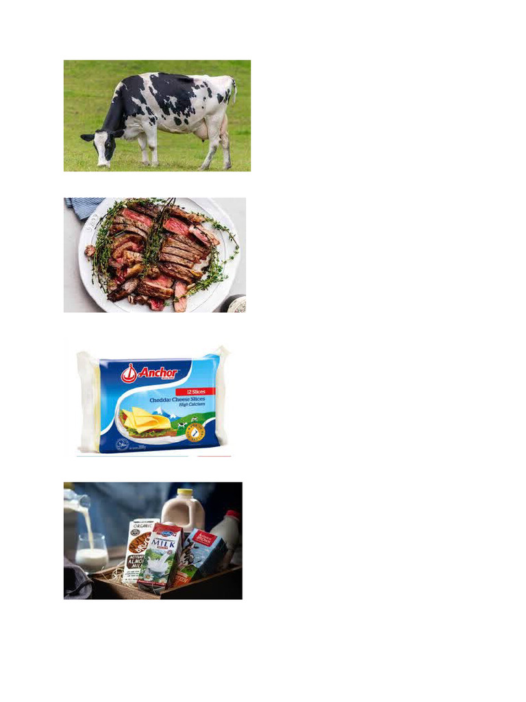 Food From Animal | PDF