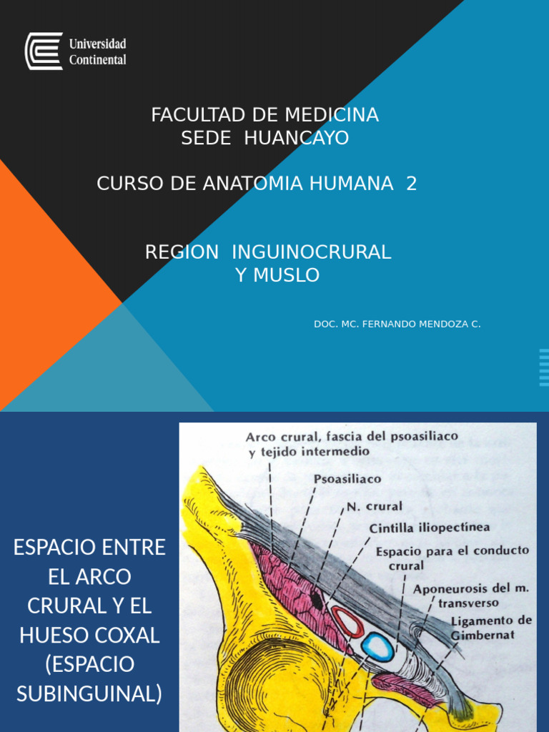 23-Región Inguinocrural y Muslo | PDF | Ciencia y matemáticas