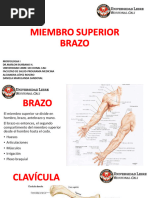 Anatomía del Brazo: Estructura y Función | PDF | Codo | Extremidades ...