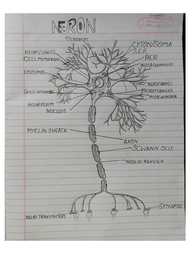 Structure of Neuron | PDF