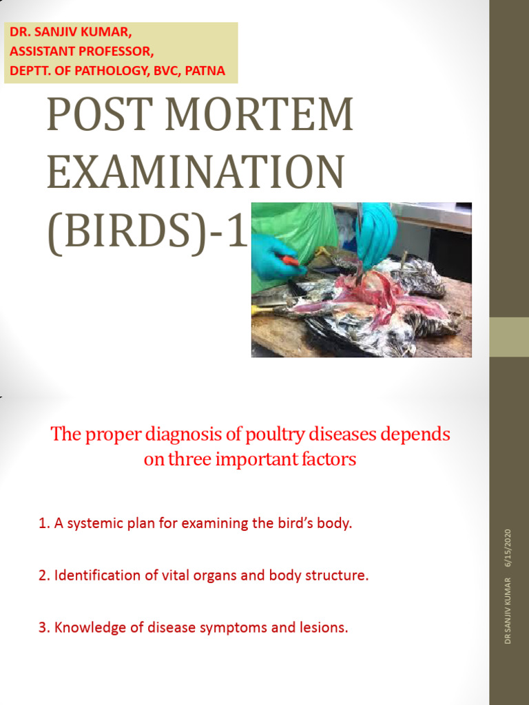 Post Mortem Examination of Birds Part 1 | PDF | Abdomen | Esophagus