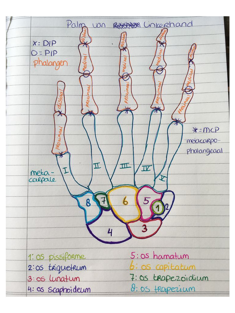 Human Hand (Carpuls) Anatomy ???? | PDF