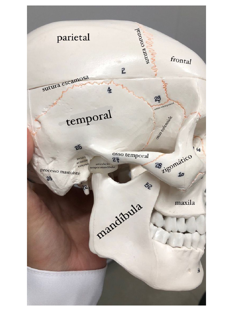 Sections of Skull Total Bones - Includes Cranial (8) Facial (14) | PDF