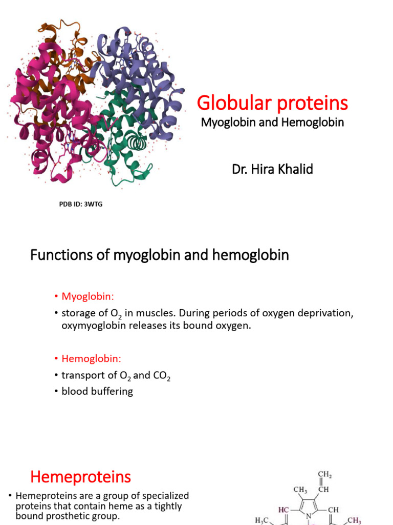 Globular Proteins | PDF | Hemoglobin | Biomolecules