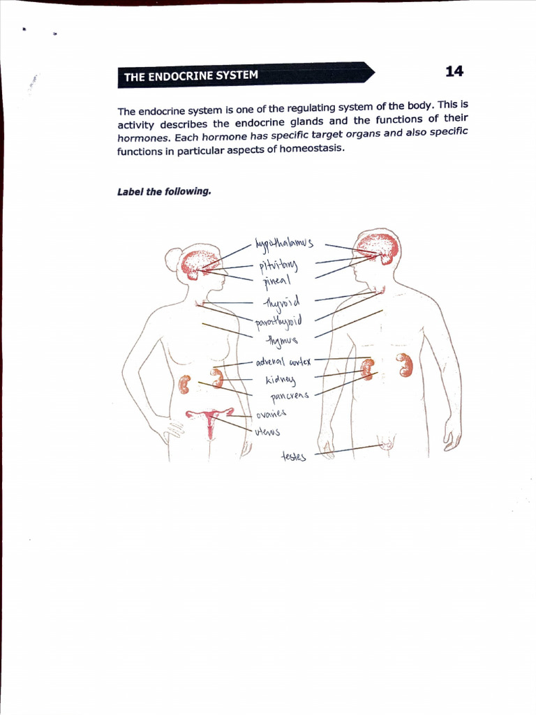 DLab Activity 14 | PDF