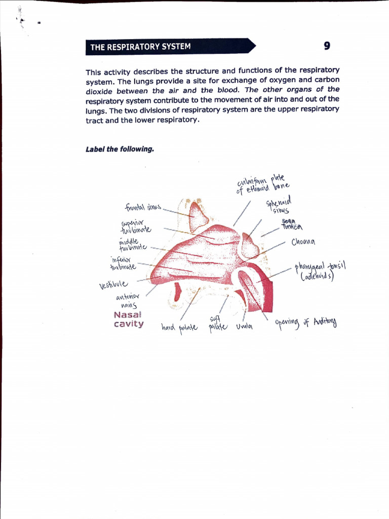 DLab Activity 9 | PDF