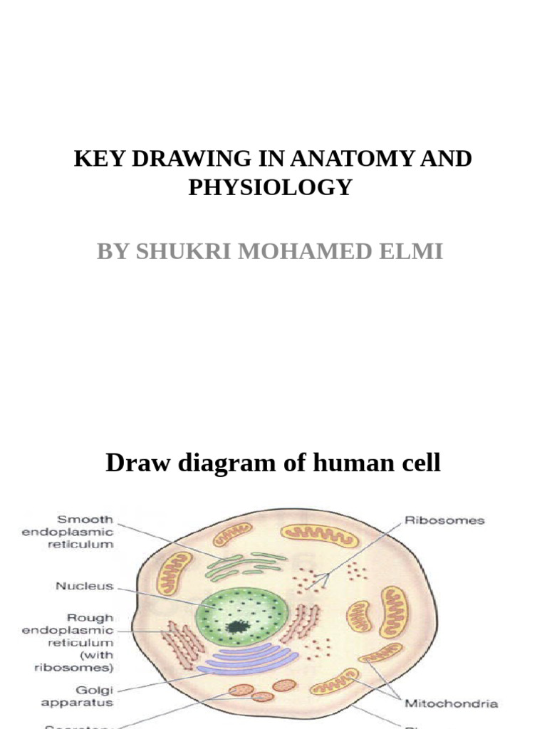 Comprehensive Anatomy and Physiology Diagrams | PDF | Human Body ...