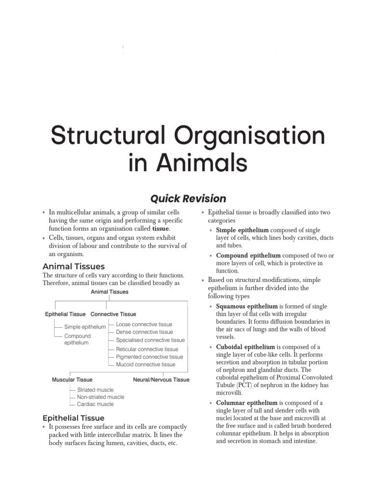 Animal Tissue Structure Guide | PDF | Epithelium | Tissue (Biology)
