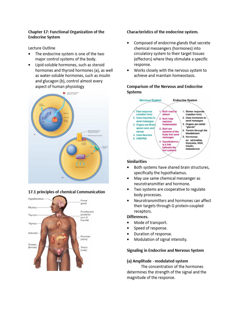 Chapter-17-18-Summary | PDF | Adrenal Gland | Thyroid