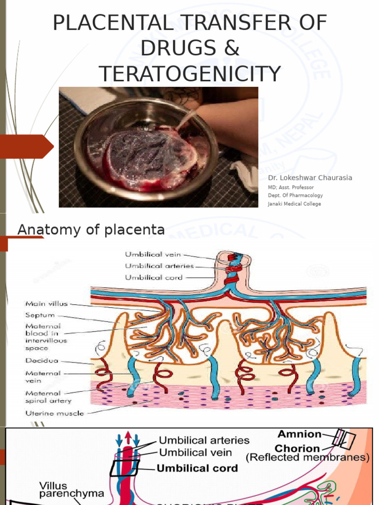 Placental Drug Transfer and Teratogenicity | PDF | Fetus | Clinical ...