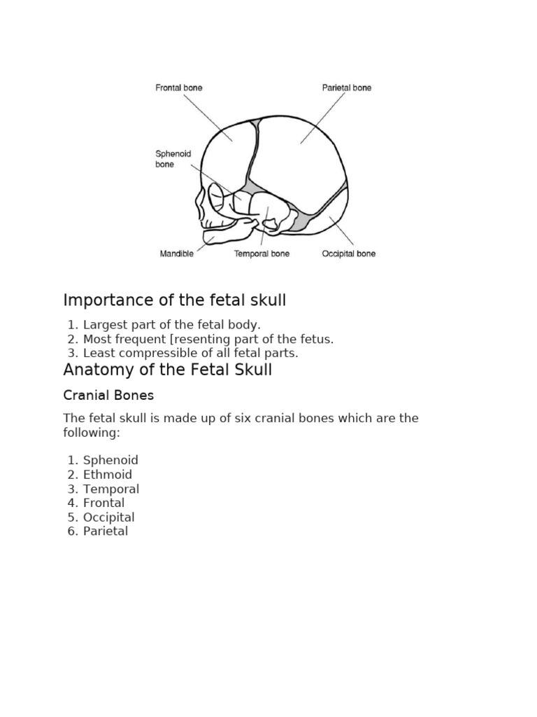 Anatomy and Importance of Fetal Skull | PDF | Skull | Human Head And Neck