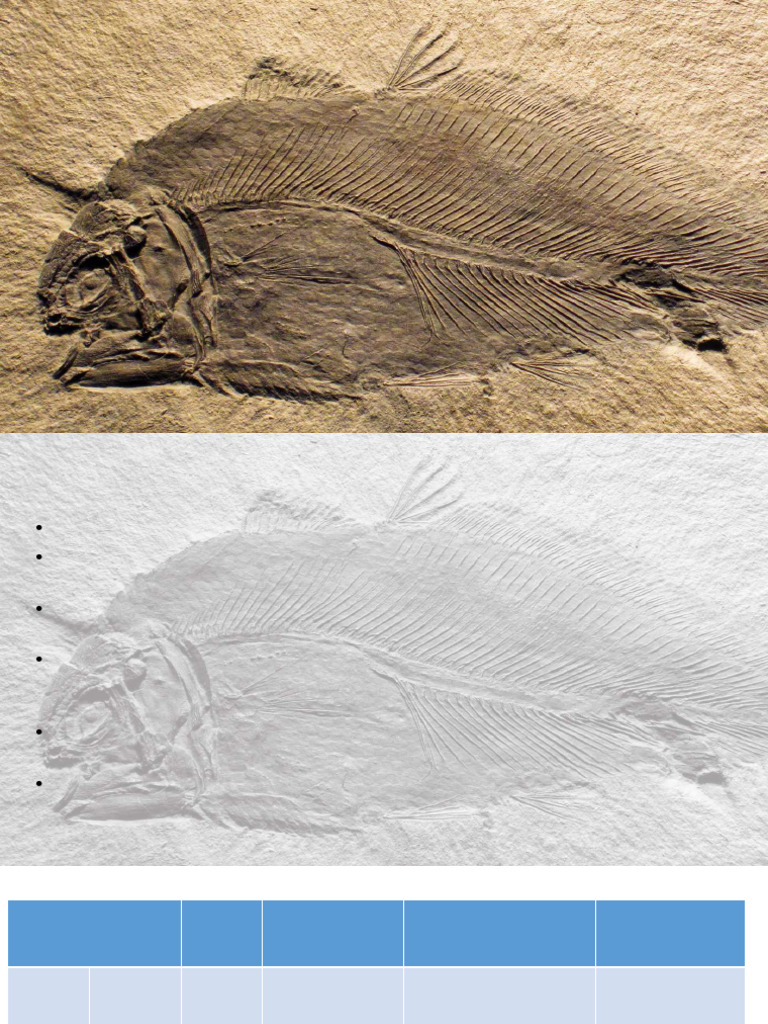 Use of Fossils in Stratigraphy | PDF | Fossil | Earth Sciences