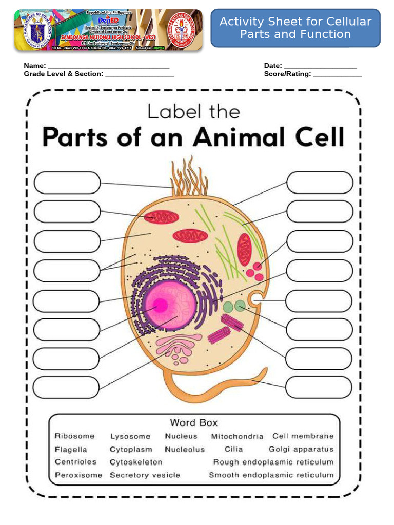 Learning Activity Sheets For Plants and Animal Cells | PDF