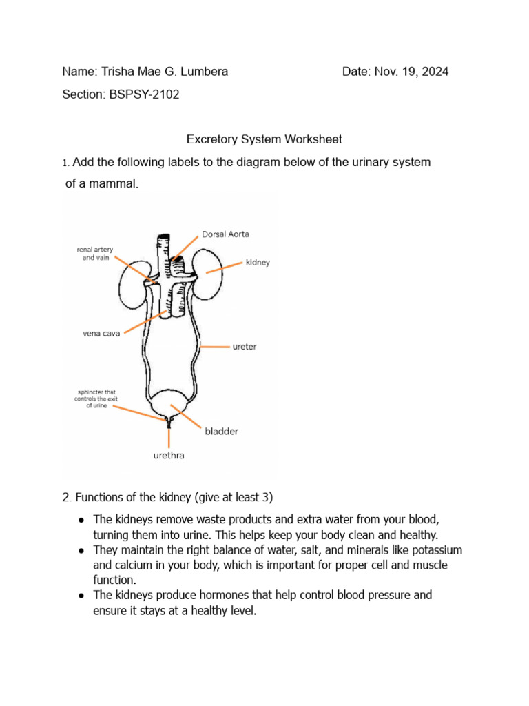 Excretory System Lab Worksheet | PDF | Kidney | Anatomy