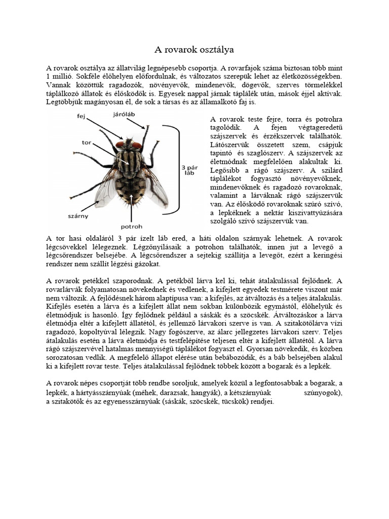 A Rovarok Testfelépítése | PDF