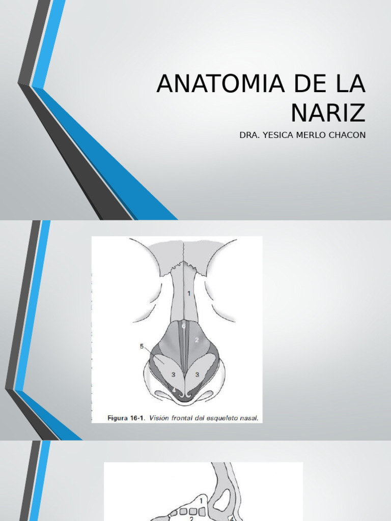 Anatomia de La Nariz | PDF