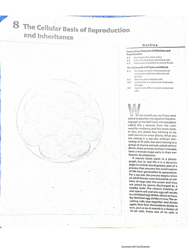 8 The Cellular Basis of Reproduction and Inheritance | PDF