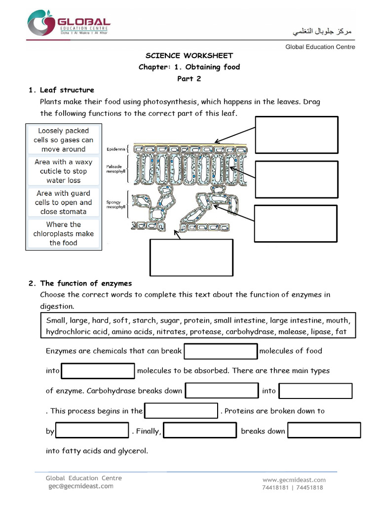 Obtaining Food Worksheet Part 2 | PDF | Foods | Enzyme
