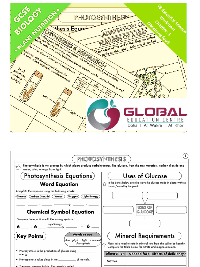 Obtaining Food Worksheet 2 | PDF